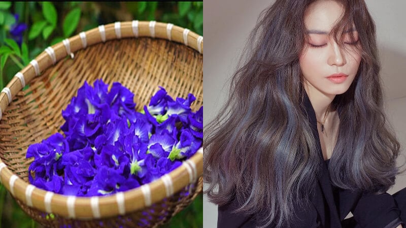 Hoa đậu biếc - thần dược giúp nuôi dưỡng làn da tươi trẻ và một mái tóc ...